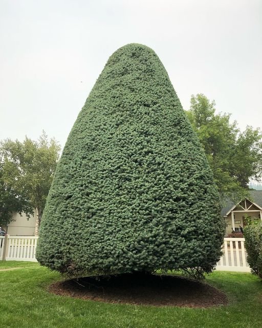 AP Tree Service - Spokane, Washington