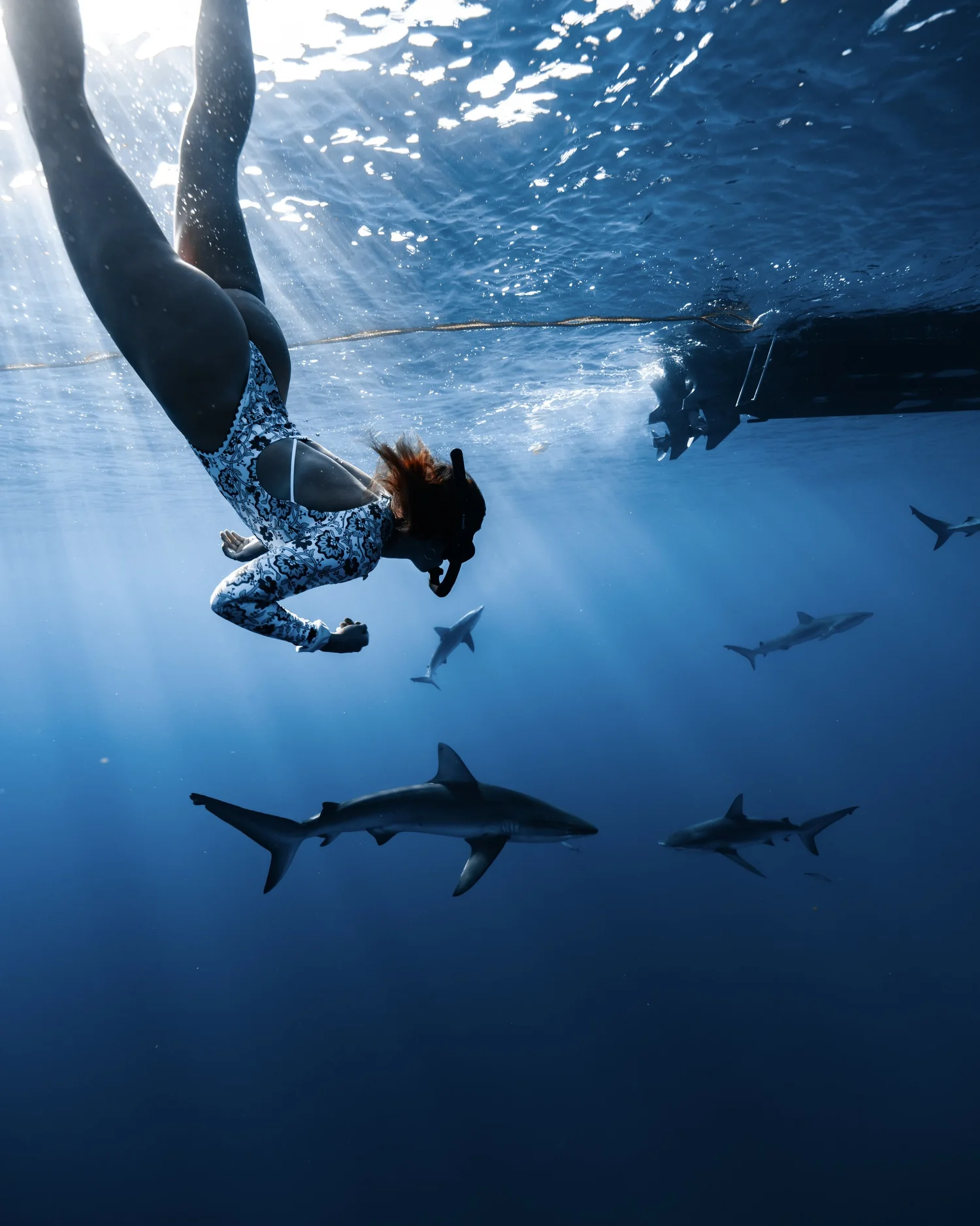 Cage Free Shark Diving - Oahu, HI - Deep Blue Eco Tours — Deep Blue Eco ...