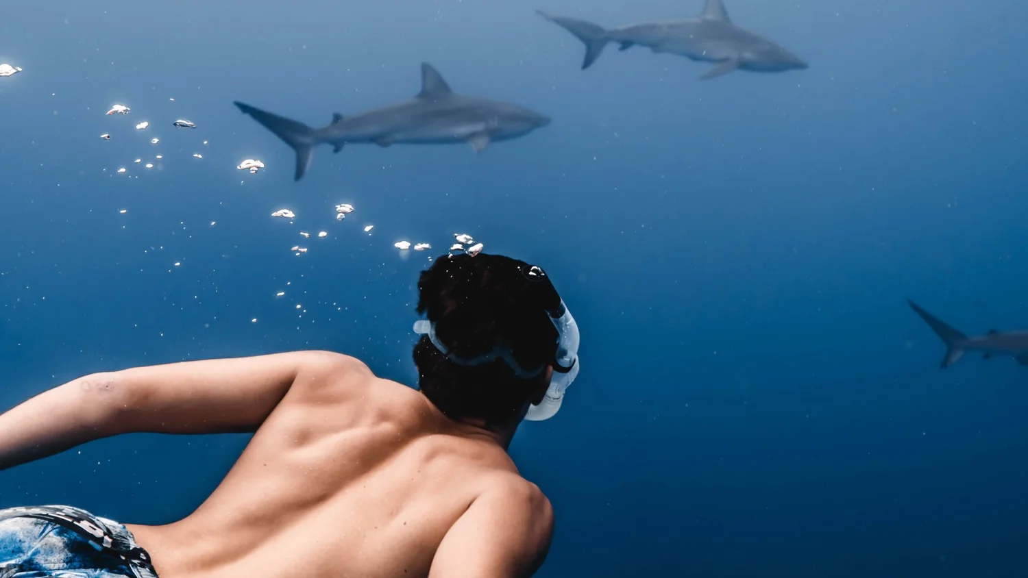 Swimming with Sharks Hawaii: A Complete First-Timer’s Guide to Shark ...