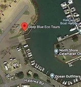 Ocean Conservation Initiatives: Beyond Shark Preservation - Deep Blue ...