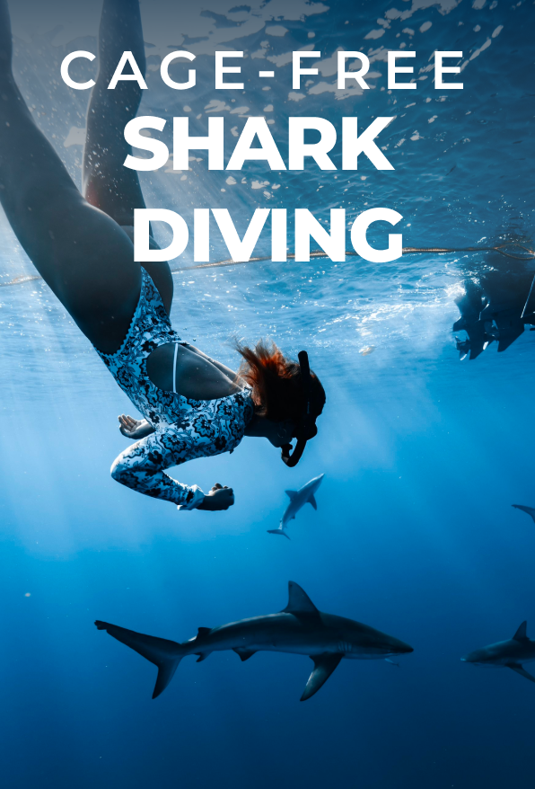 Swimming with Sharks Hawaii: A Complete First-Timer’s Guide to Shark ...