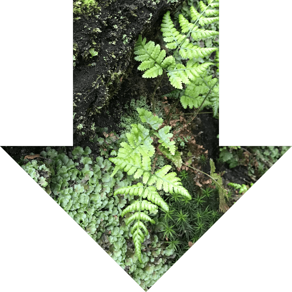 Schedule — Blue Canoe - A Zen Gym