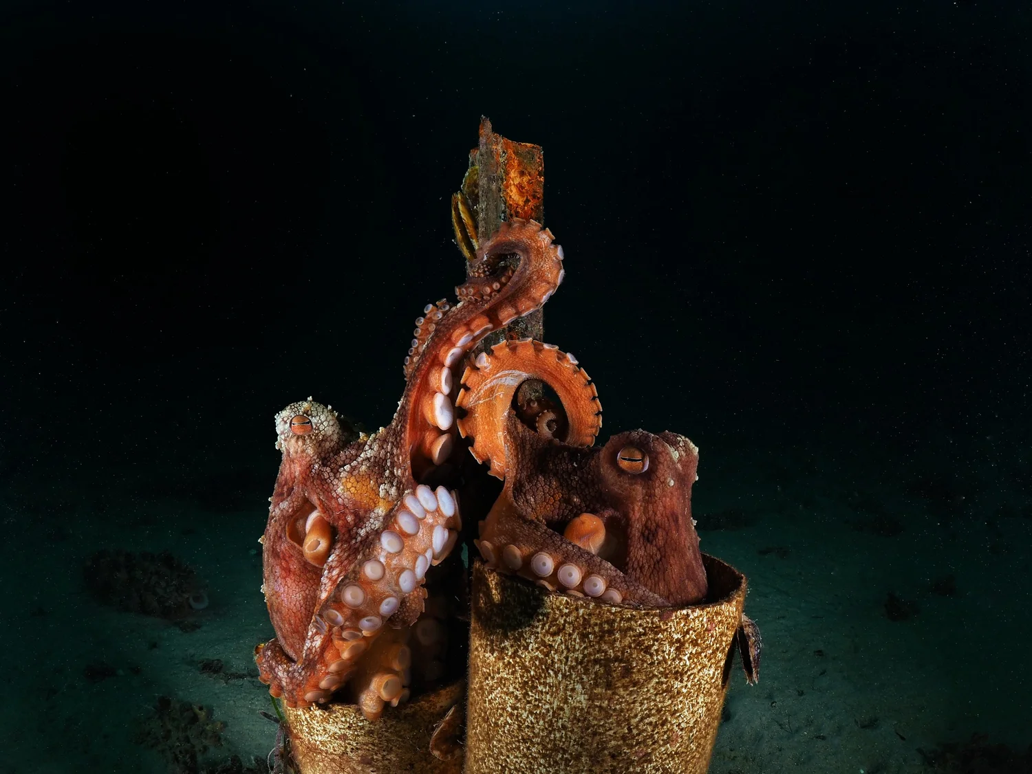 About — Jules Casey