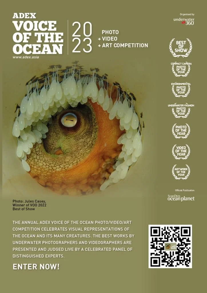 About — Jules Casey