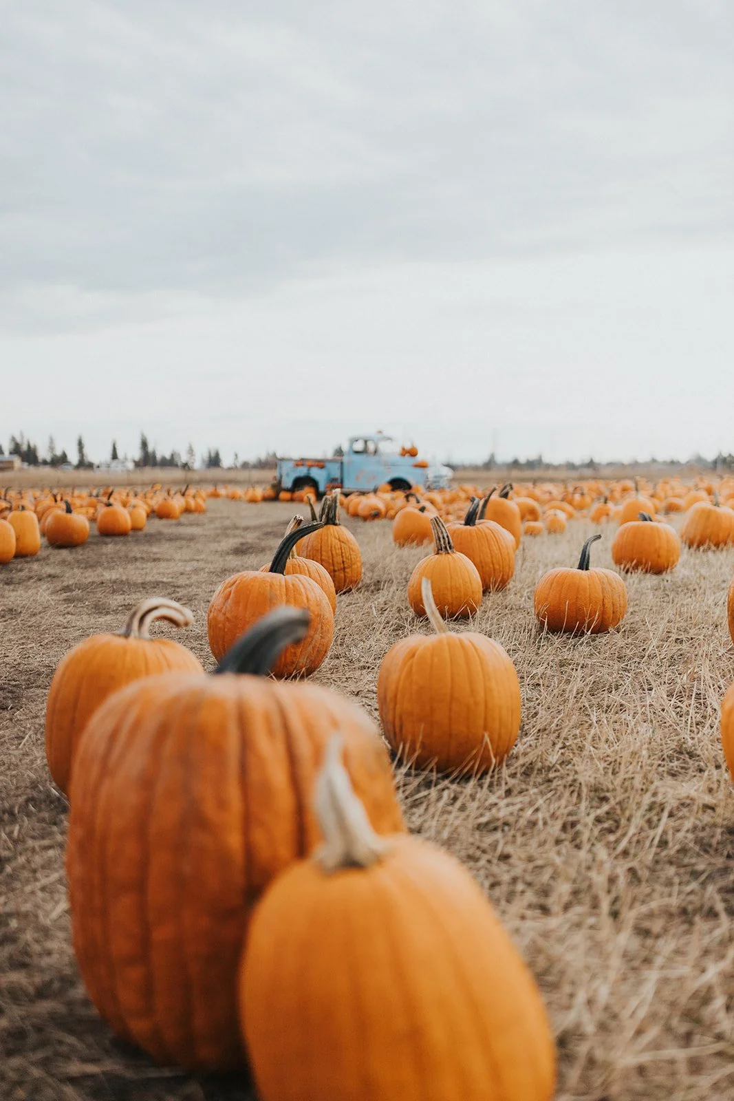 Contact — Rusty Truck Ranch
