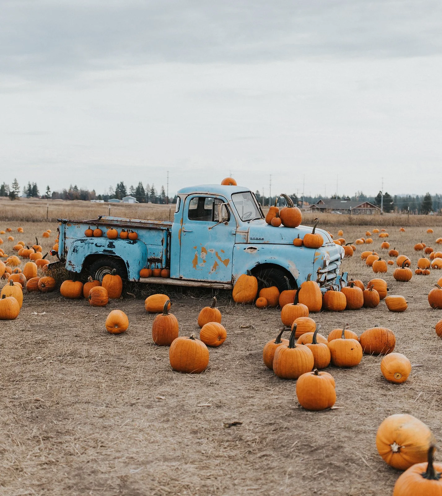 The Pumpkin Patch — Rusty Truck Ranch
