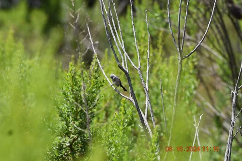Endangered Species Alert: California Gnatcatcher in San Diego Canyon ...