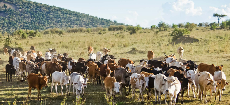 Lesotho Project — CSA