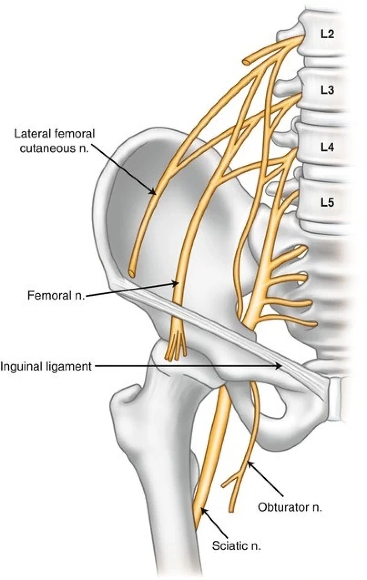 The Sciatic Nerve: Its Pathway, Compression Points, and Holistic ...