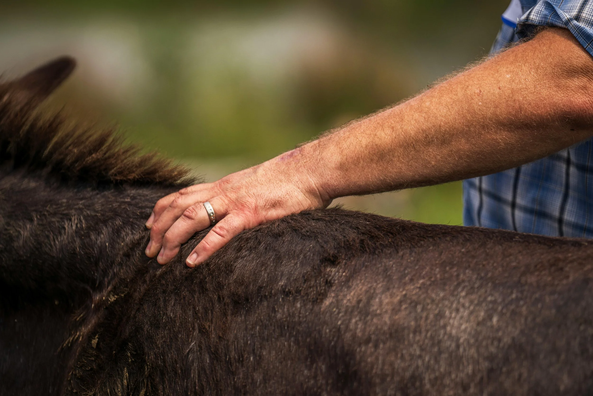 The Complete Guide to Equine-Assisted Therapy: Unlocking Healing ...