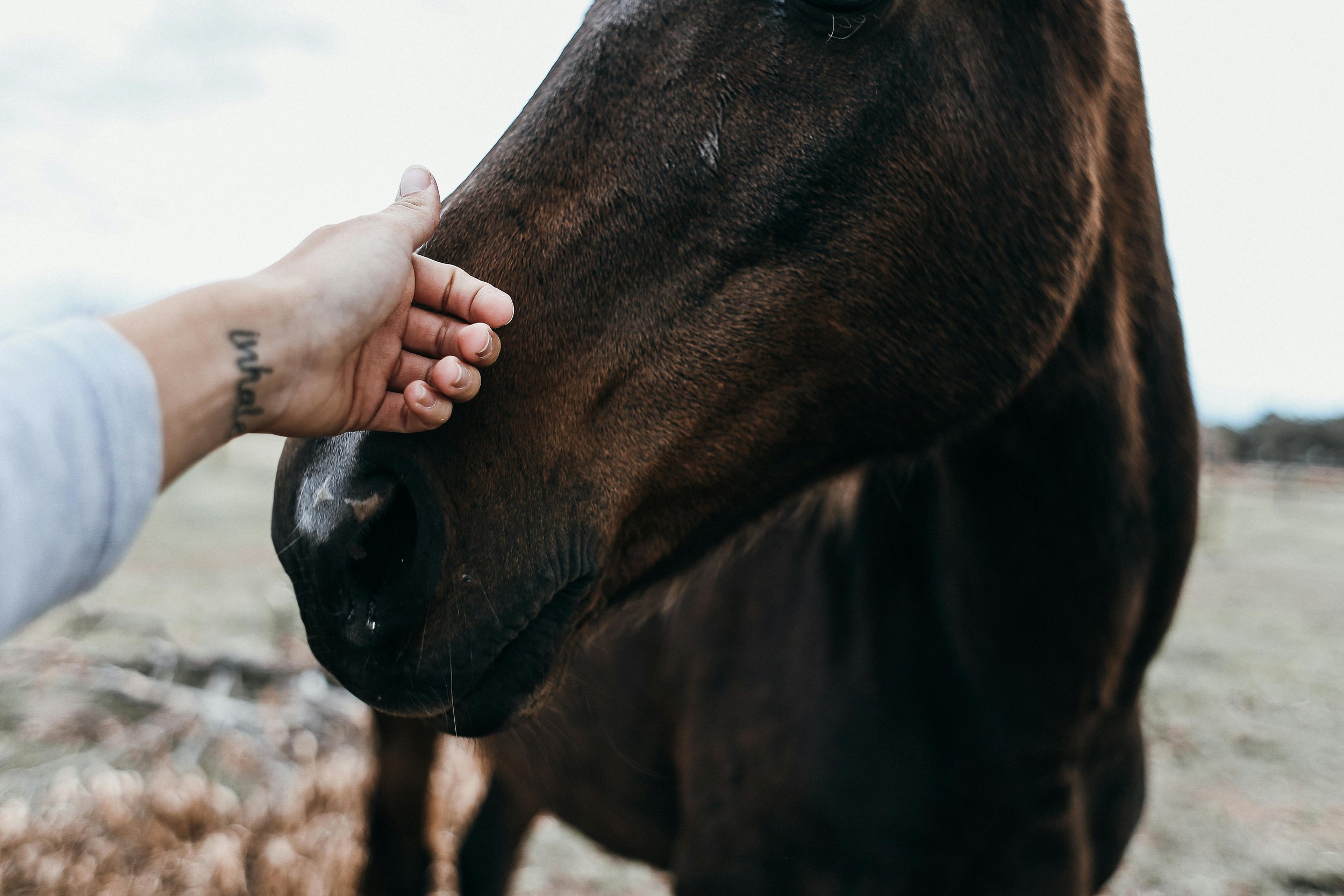 The Complete Guide to Equine-Assisted Therapy: Unlocking Healing ...
