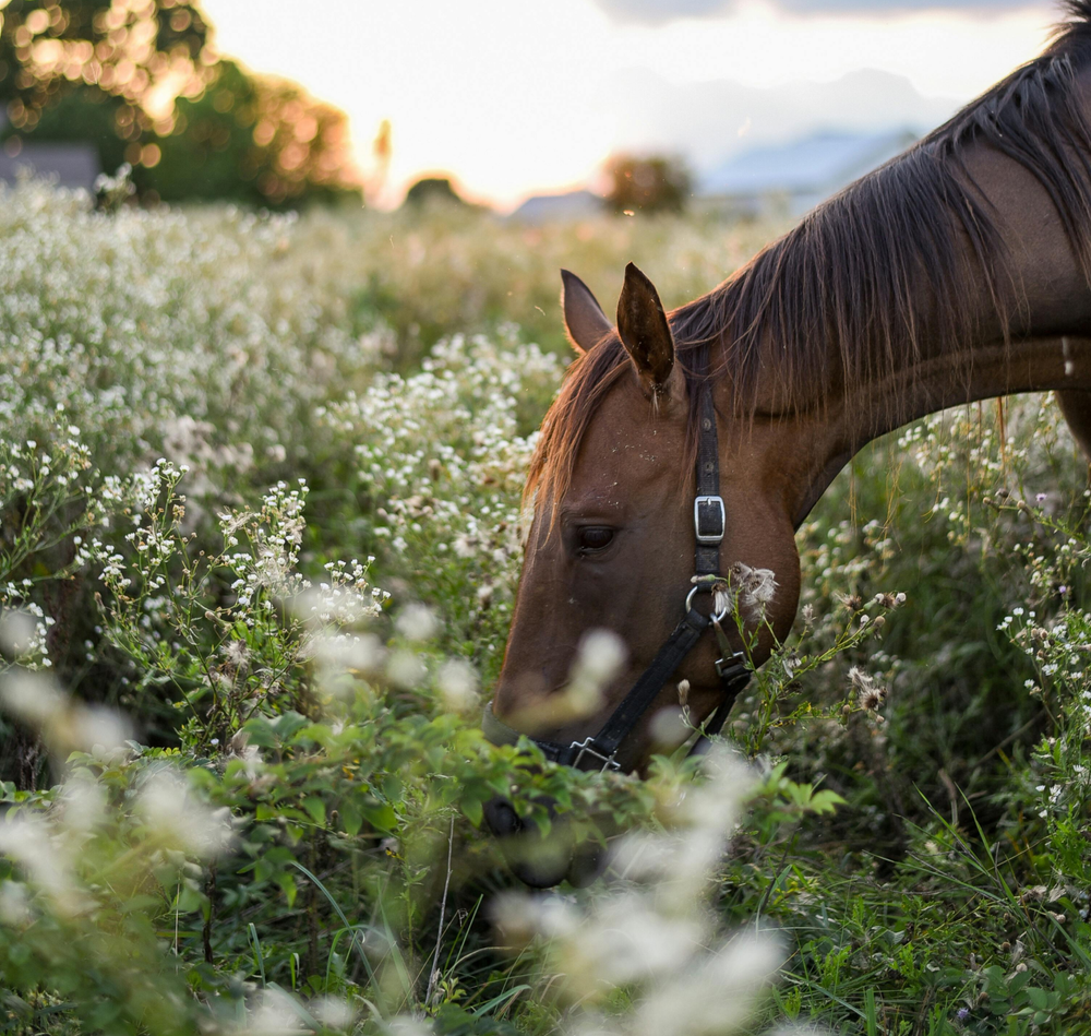 Dunham House | Dual Diagnosis Treatment Centre