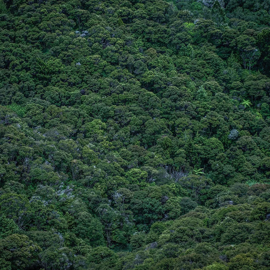 TAHI — The Long Run