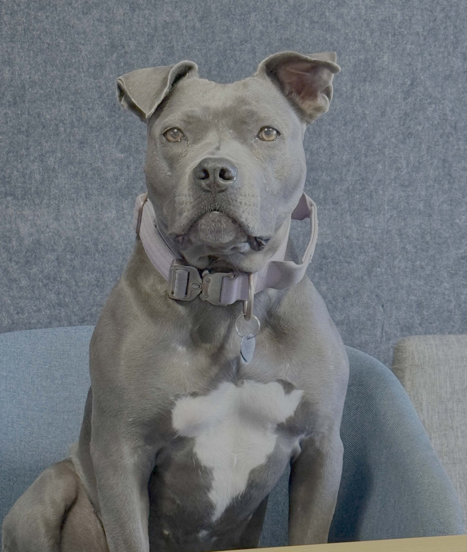 Dogs — Campfire Studios