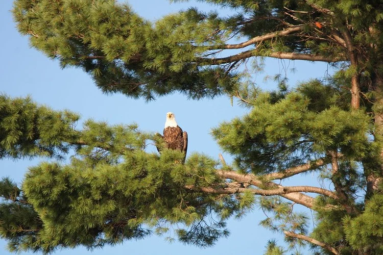 Our Organization — Child, Girl, Woman Lakes Area Association