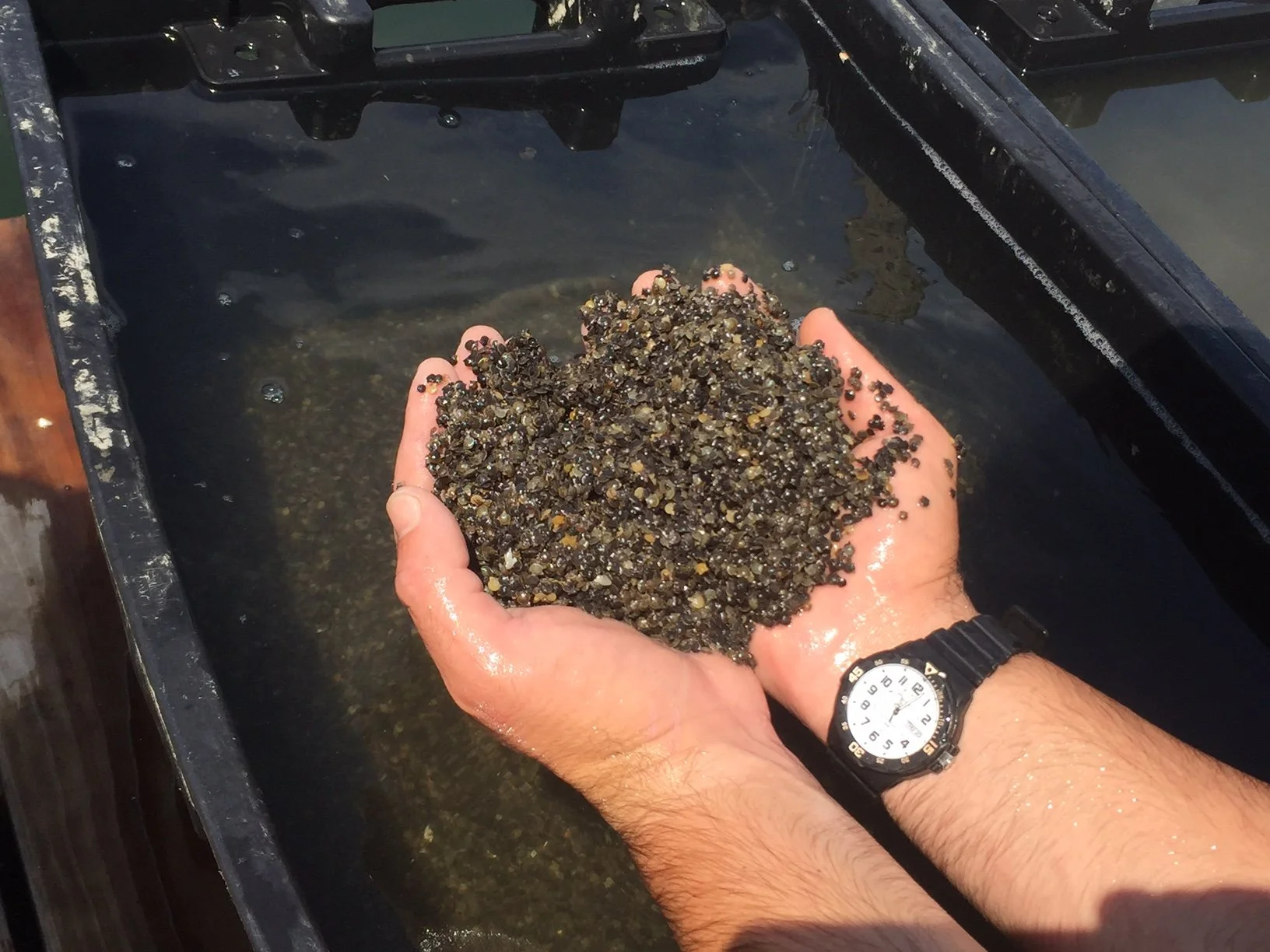 Hatchery + Seed Orders — SBSC