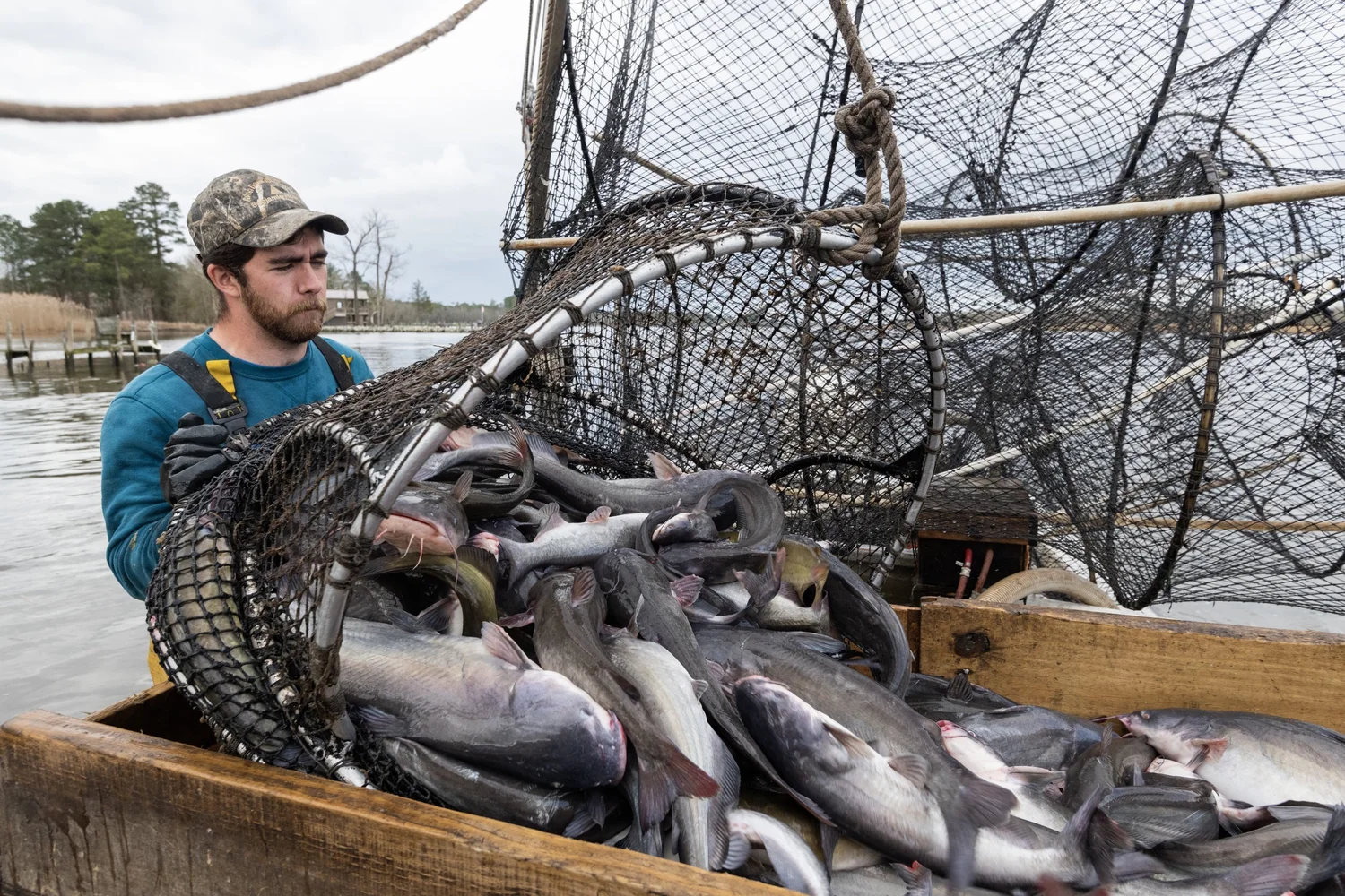 Wild Blue Catfish — Tilghman Island Seafood