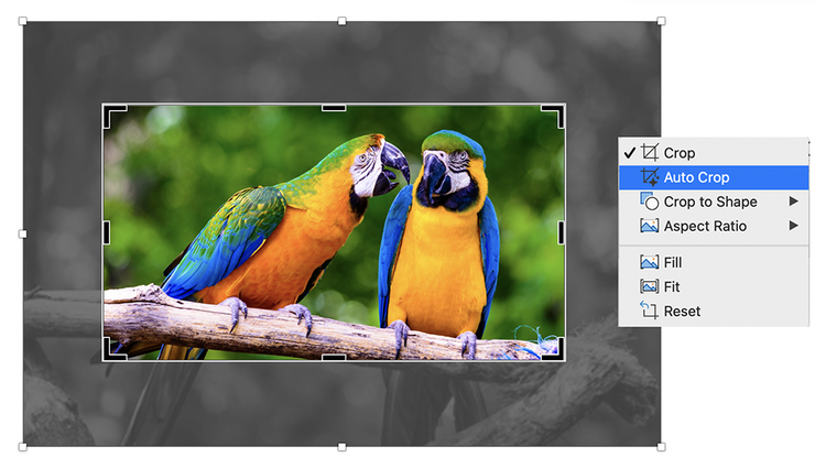 5 PowerPoint Cropping Tricks You Didn’t Know Were Possible | Nolan ...