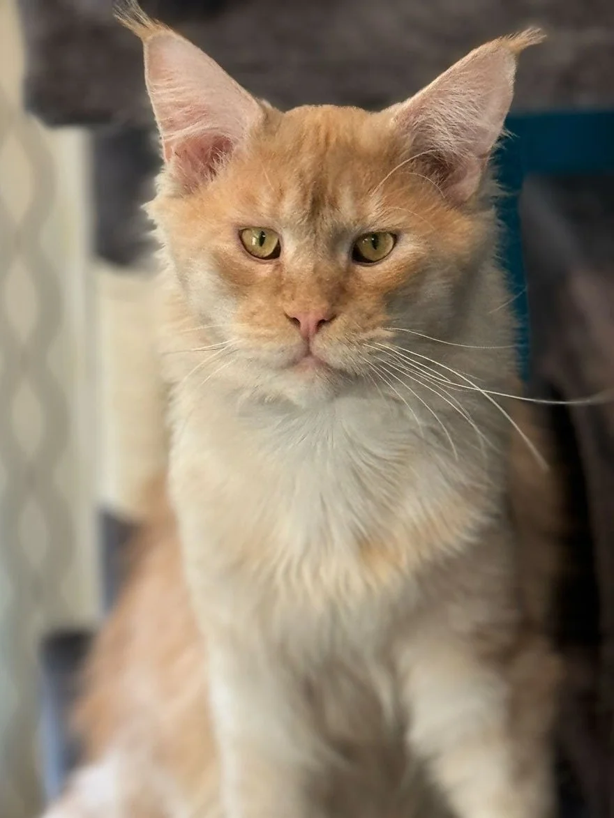 Purebred Maine Coons