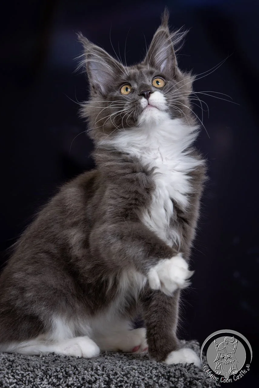 Purebred Maine Coons
