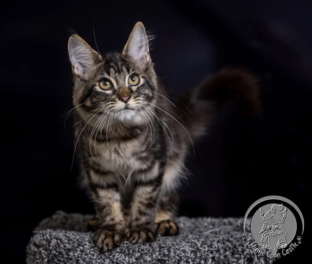 Purebred Maine Coons
