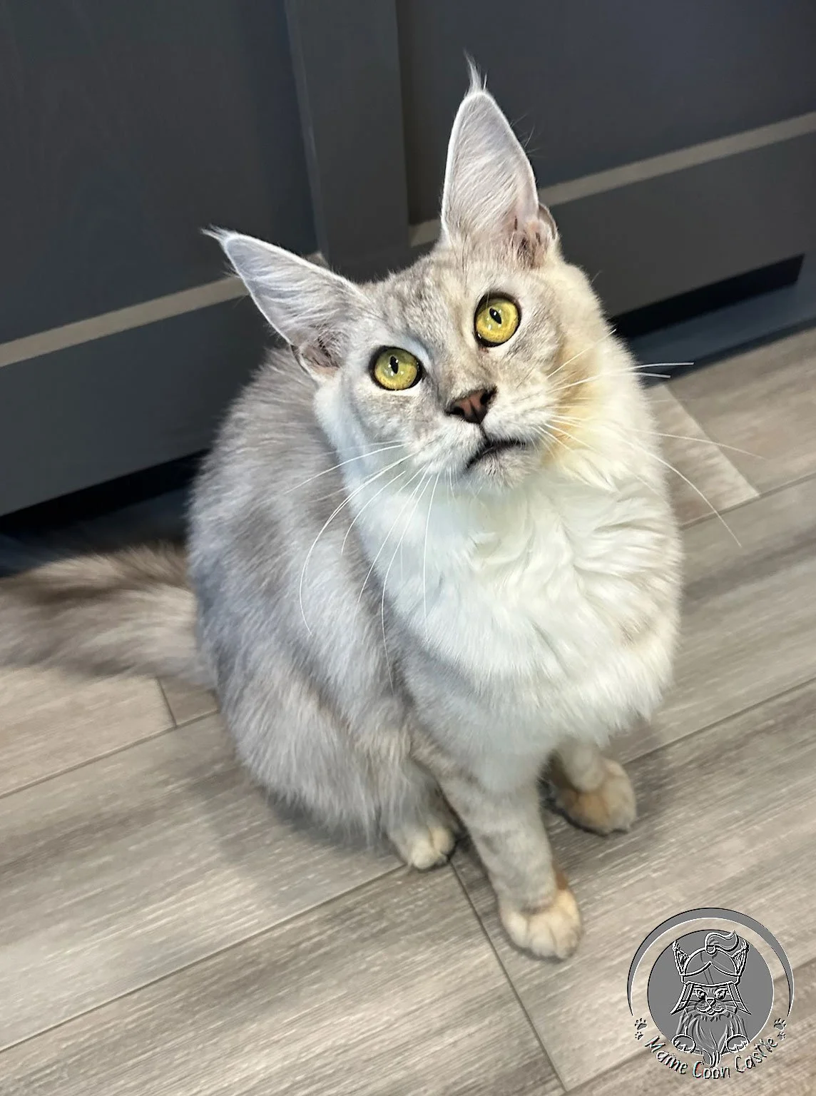 Purebred Maine Coons