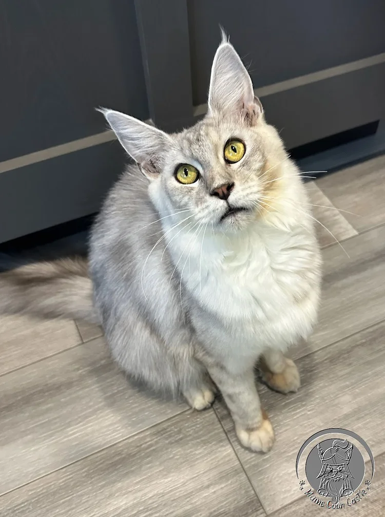 Purebred Maine Coons