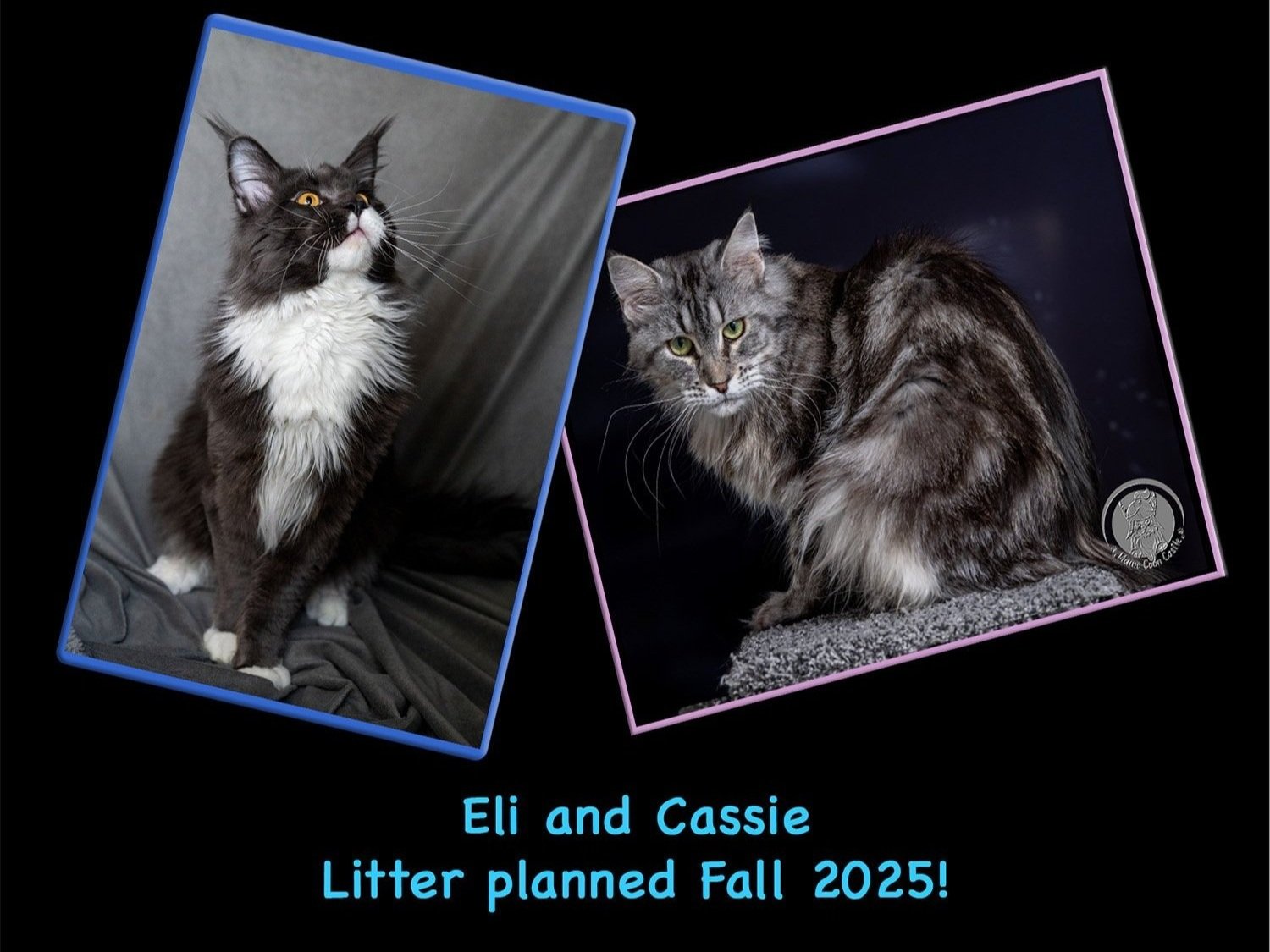 Find Your Maine Coon Adventure | Purebred Kittens for Sale