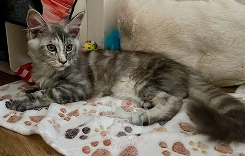 Purebred Maine Coon Kittens | Home-Raised with DNA Testing