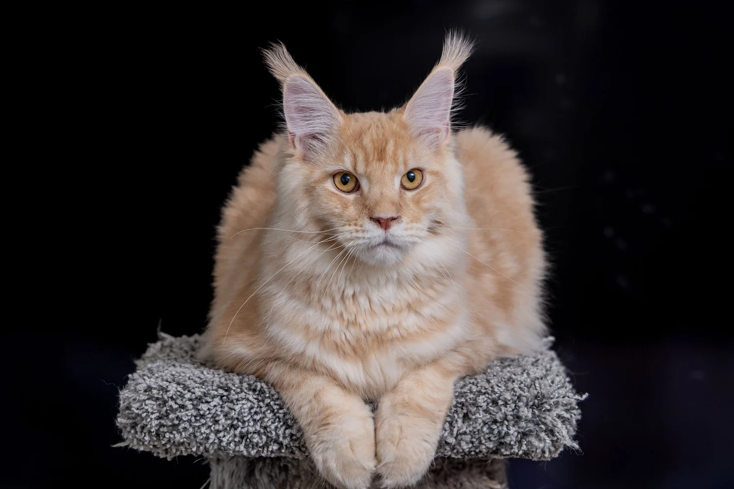 Purebred Maine Coon Kittens | Home-Raised with DNA Testing