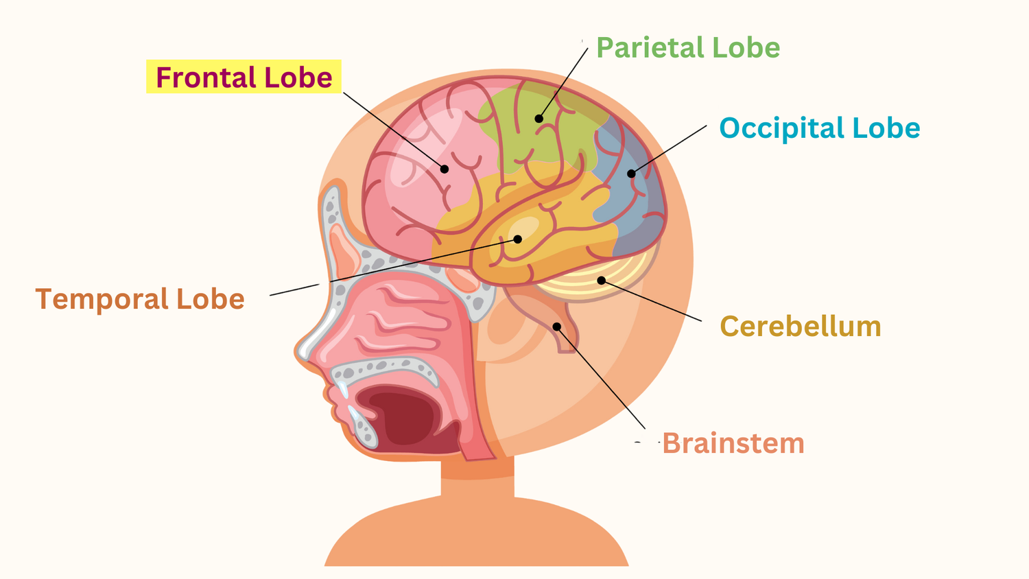 Executive Dysfunction Explained — Happy Student
