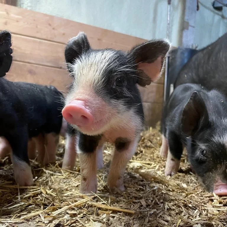 Blonde Farms of Montana | High-Quality Pork | Lentils | Maple Syrup ...
