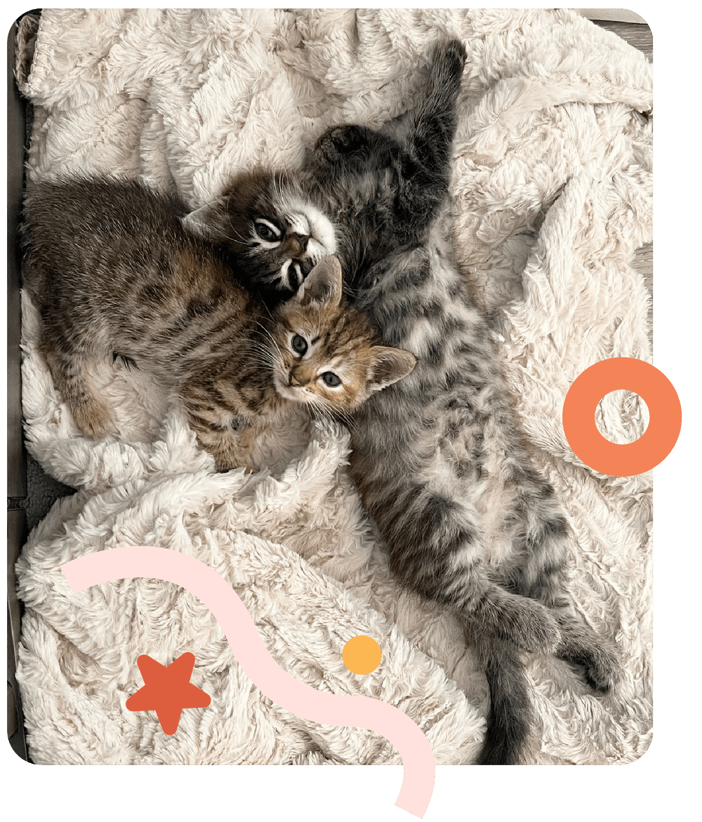 Friends of Normie Rescue