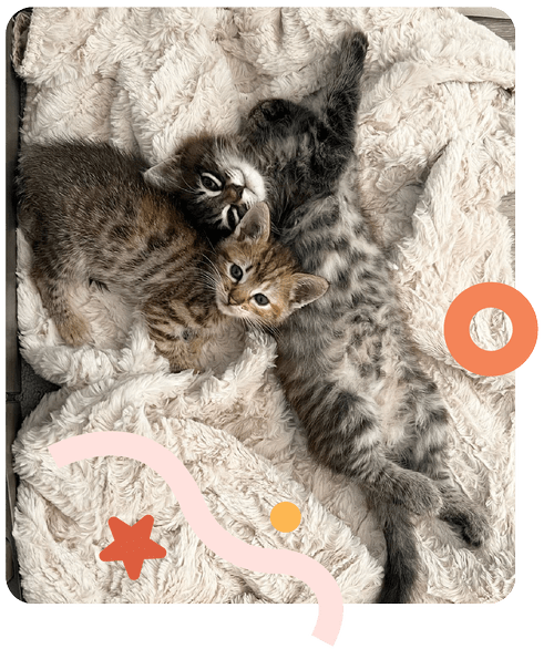 Friends of Normie Rescue