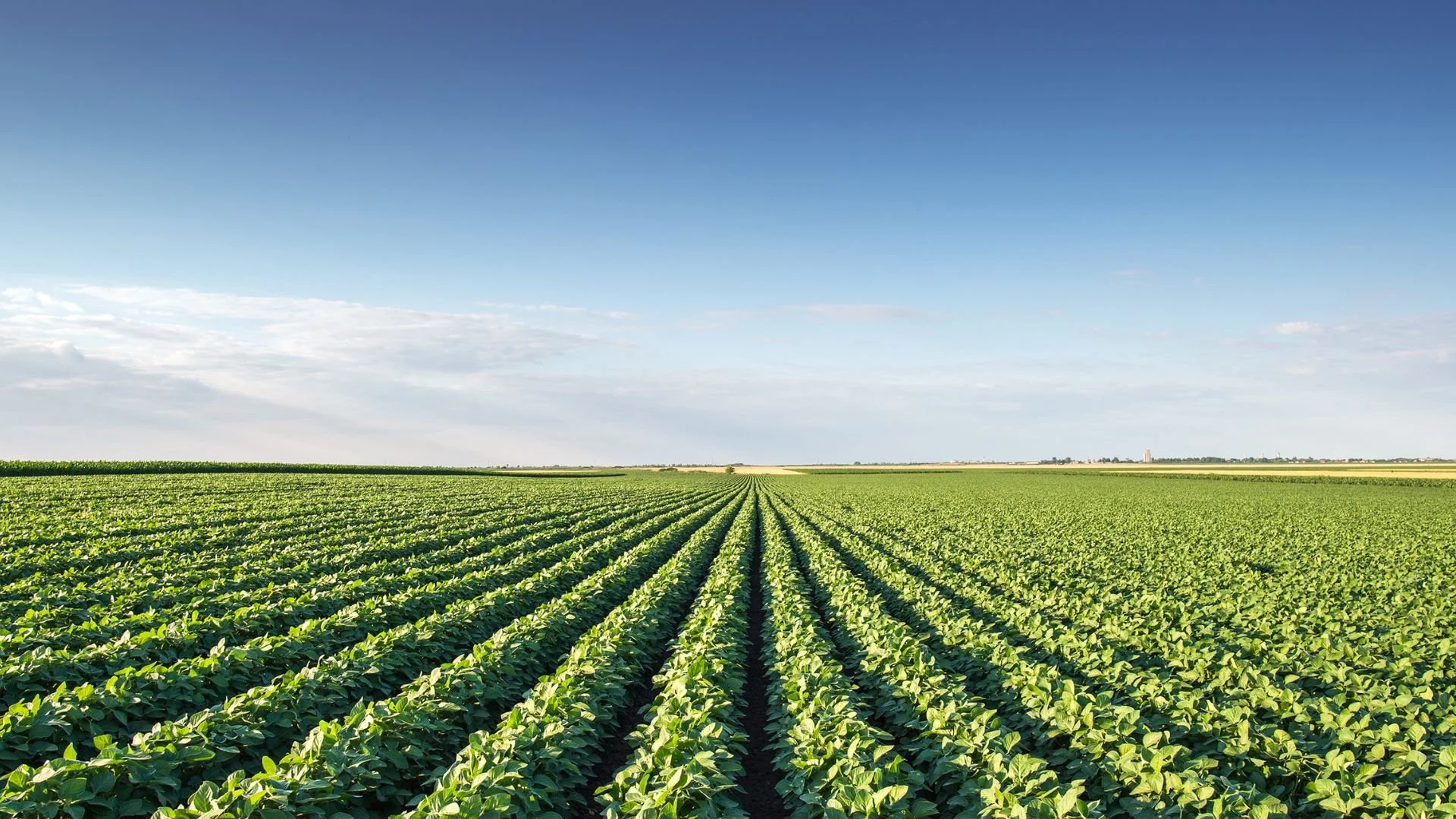 Arrow Foods - Quality Wholesale Ingredients