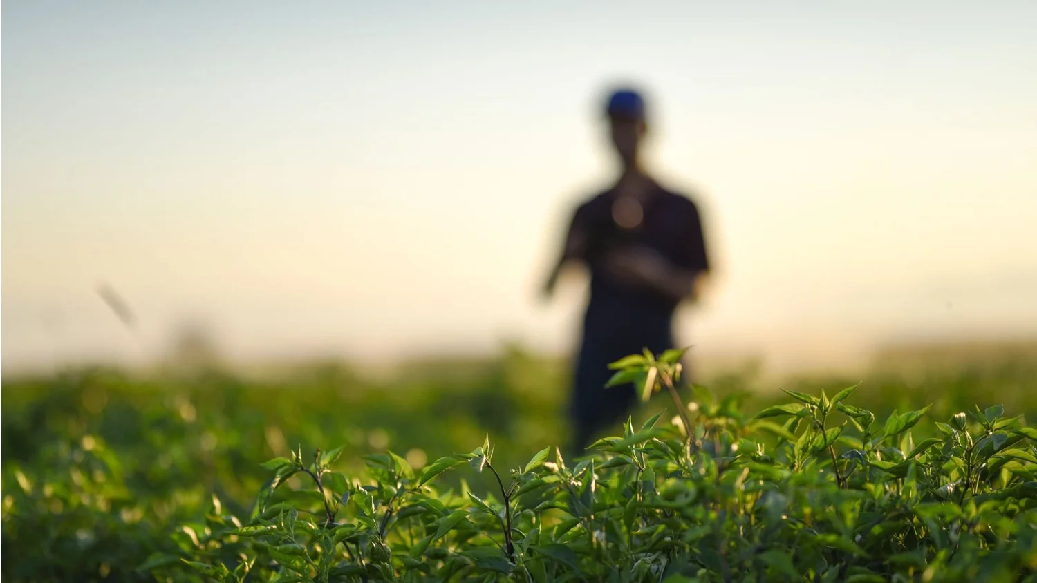 Arrow Foods - Quality Wholesale Ingredients