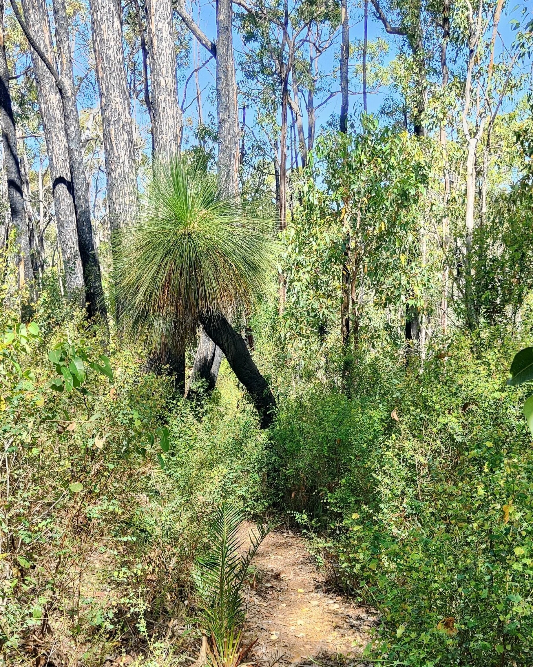 King Jarrah Trail Adventure: A Scenic Solo Hike in Dwellingup