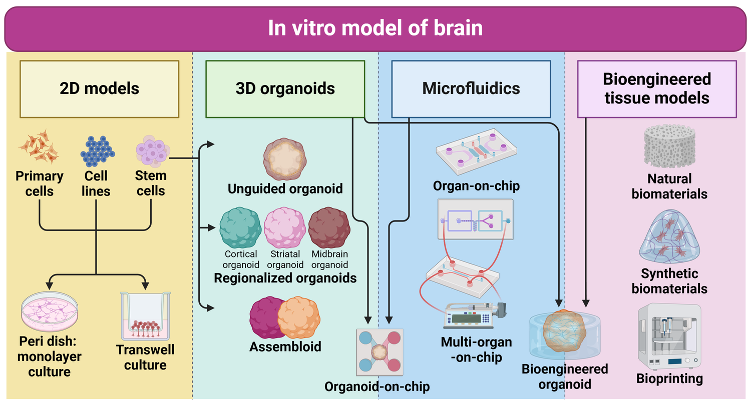 PhD Student Yuwei Yan's First Review Paper Published in IJMS — hBMS Lab