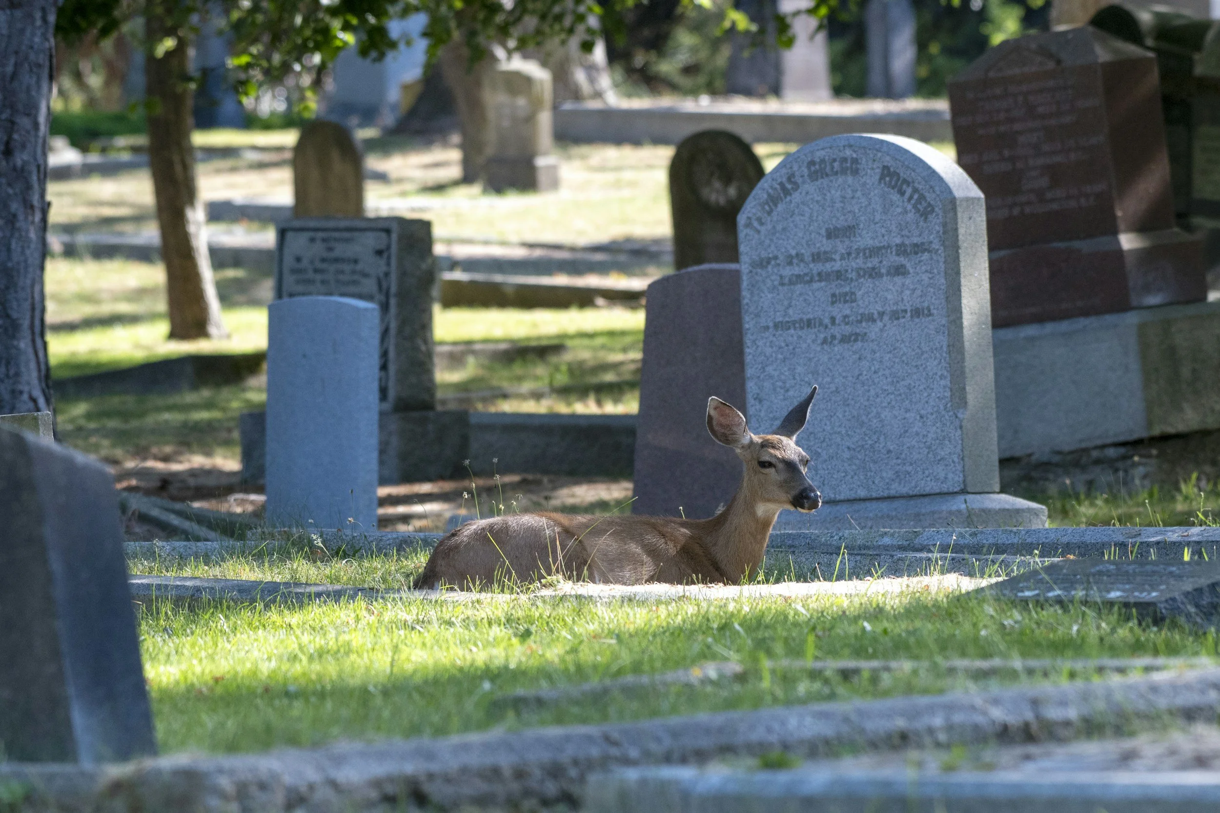 Understanding Headstone and Monument Terminology: A Comprehensive Guide ...