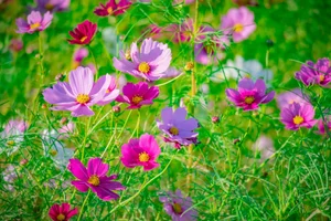 Sympathy — Shop | Explore Our Selection — Black Eyed Susan's Flowers ...