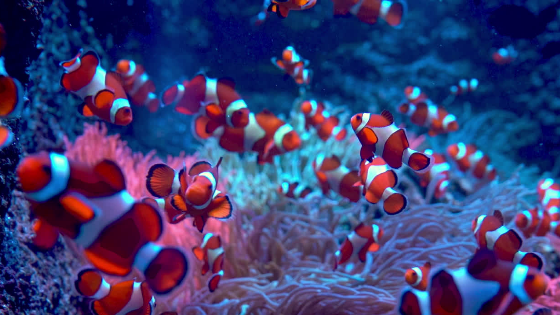 About Coral Communications PR Experts — Coral Communications