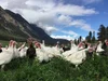Small Scale Meat Producers