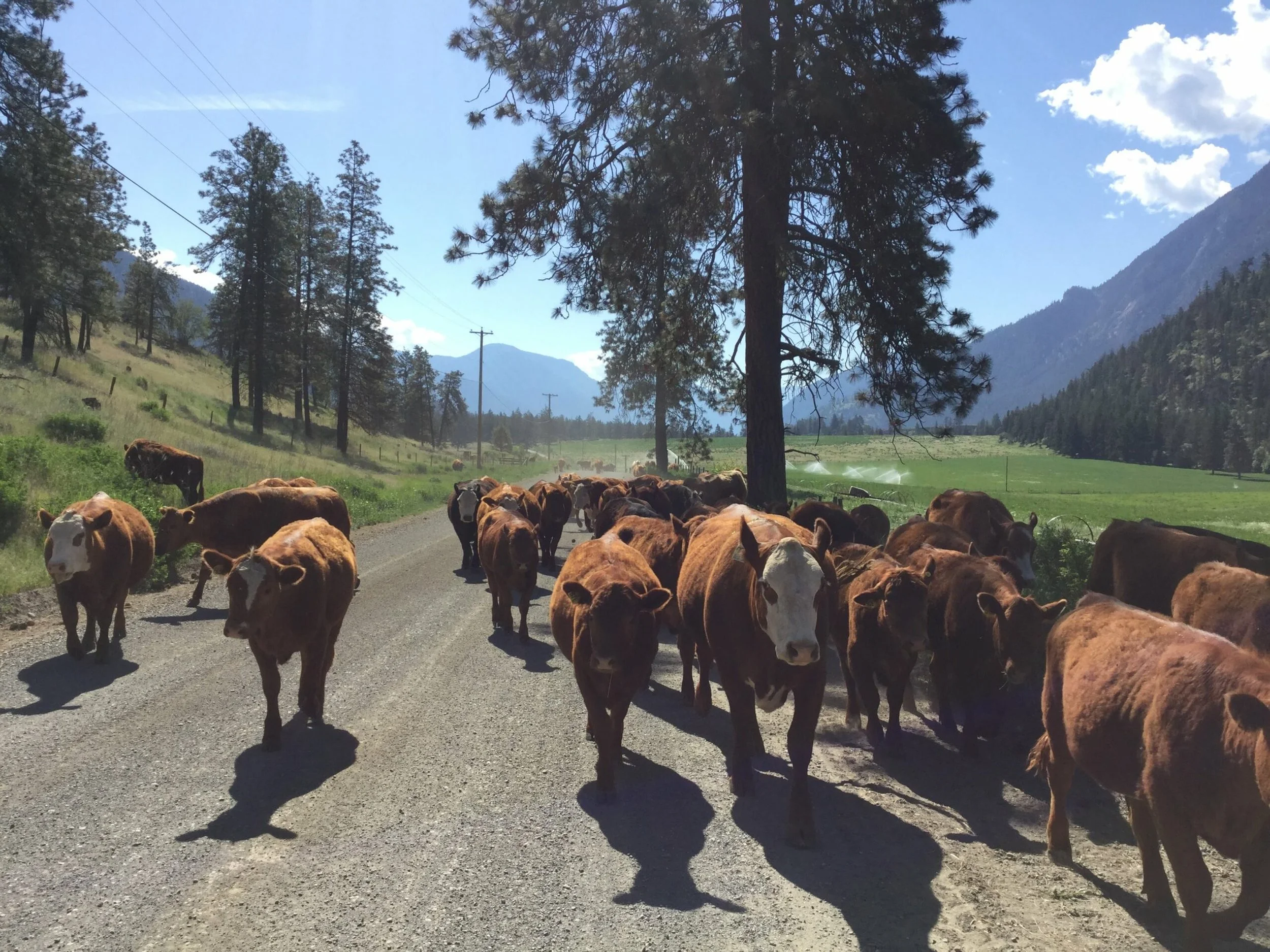 Small Scale Meat Producers