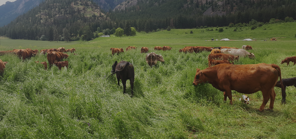 Small Scale Meat Producers