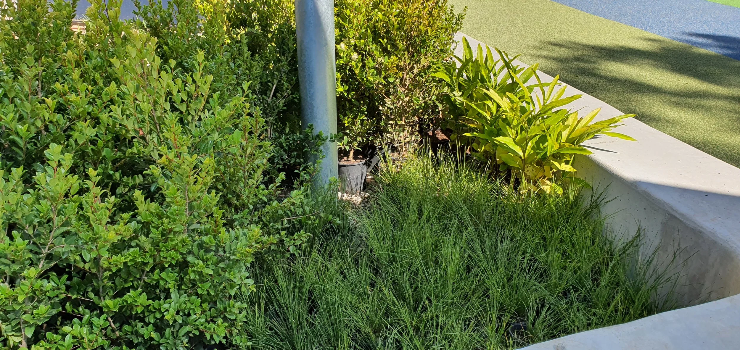 Cronulla Park PCYC — Dunn Moran Landscape Architects