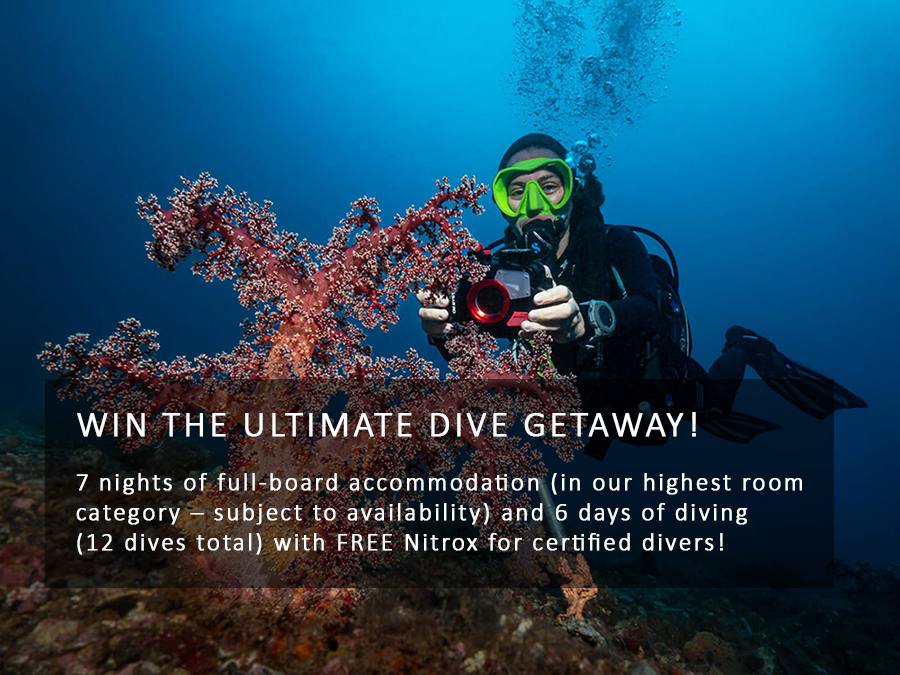 July 2025 Underwater Photo Contest Winners | Bastianos Dive Resorts ...