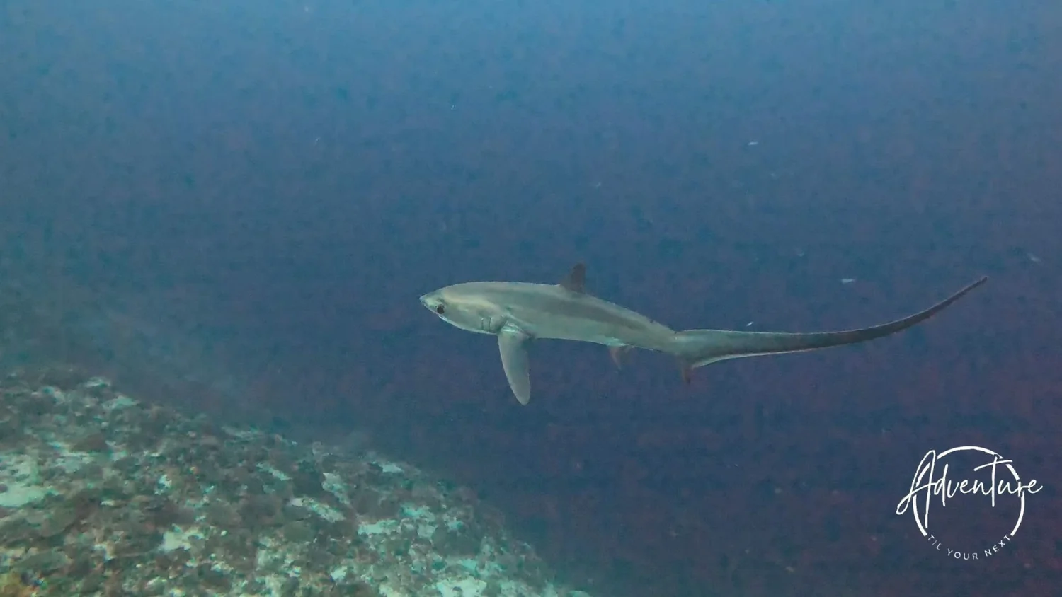 My experience diving with Thresher Sharks at Malapascua Island ...
