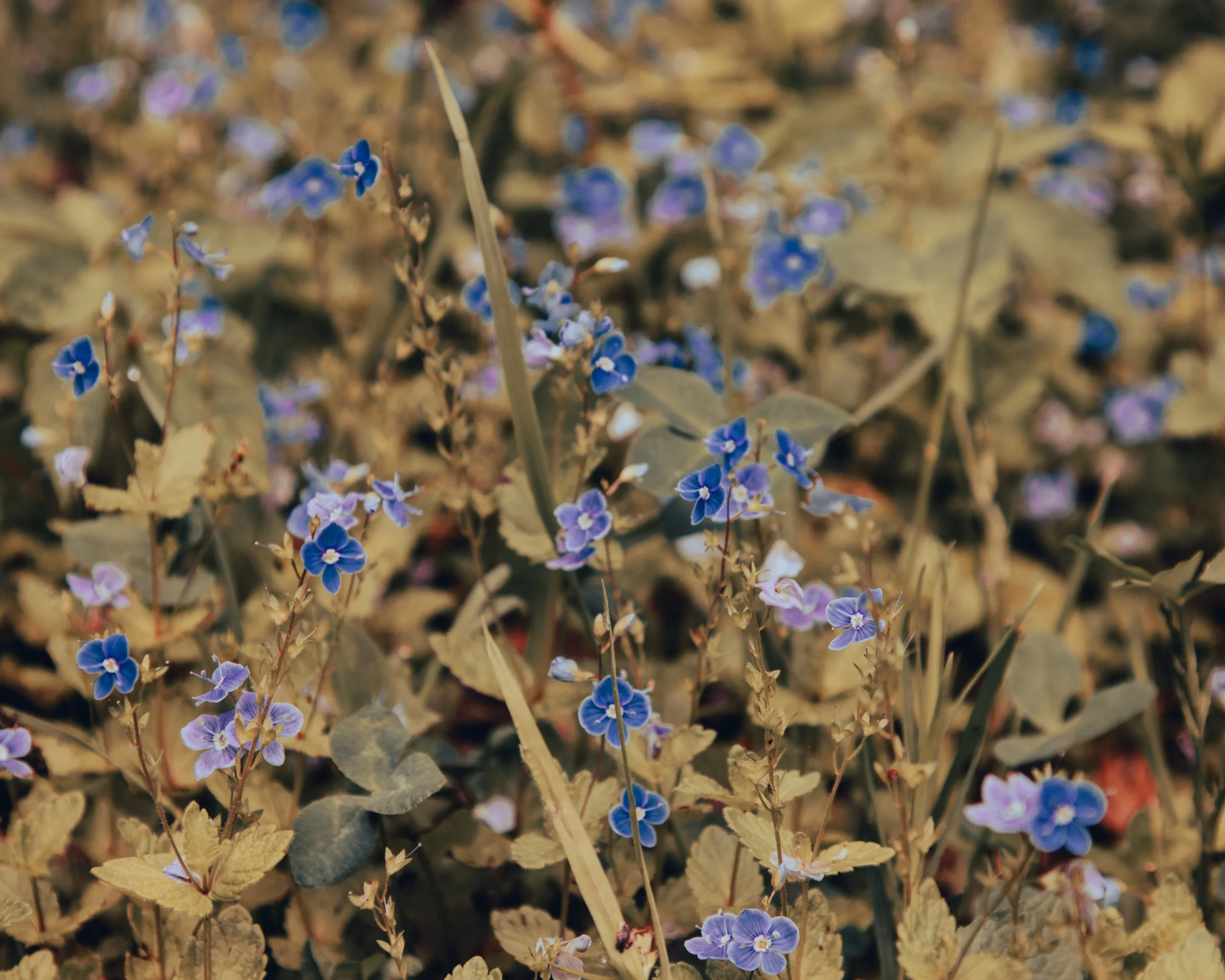 Magic of Creating — Jessica Anna Art