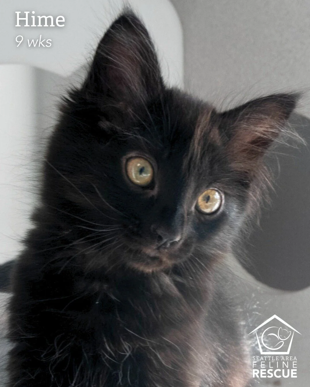 Seattle Area Feline Rescue (SAFe Rescue) - Giving Every Cat a Second ...