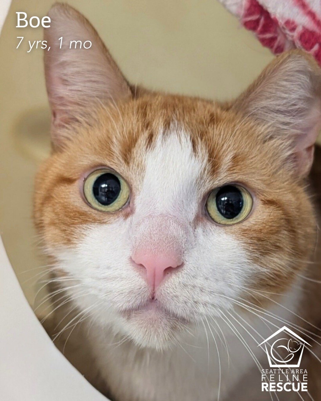 Seattle Area Feline Rescue (SAFe Rescue) - Giving Every Cat a Second ...